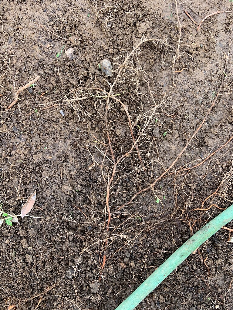 ? Trumpet Vine or Strawberry roots - General Gardening - Growing Fruit