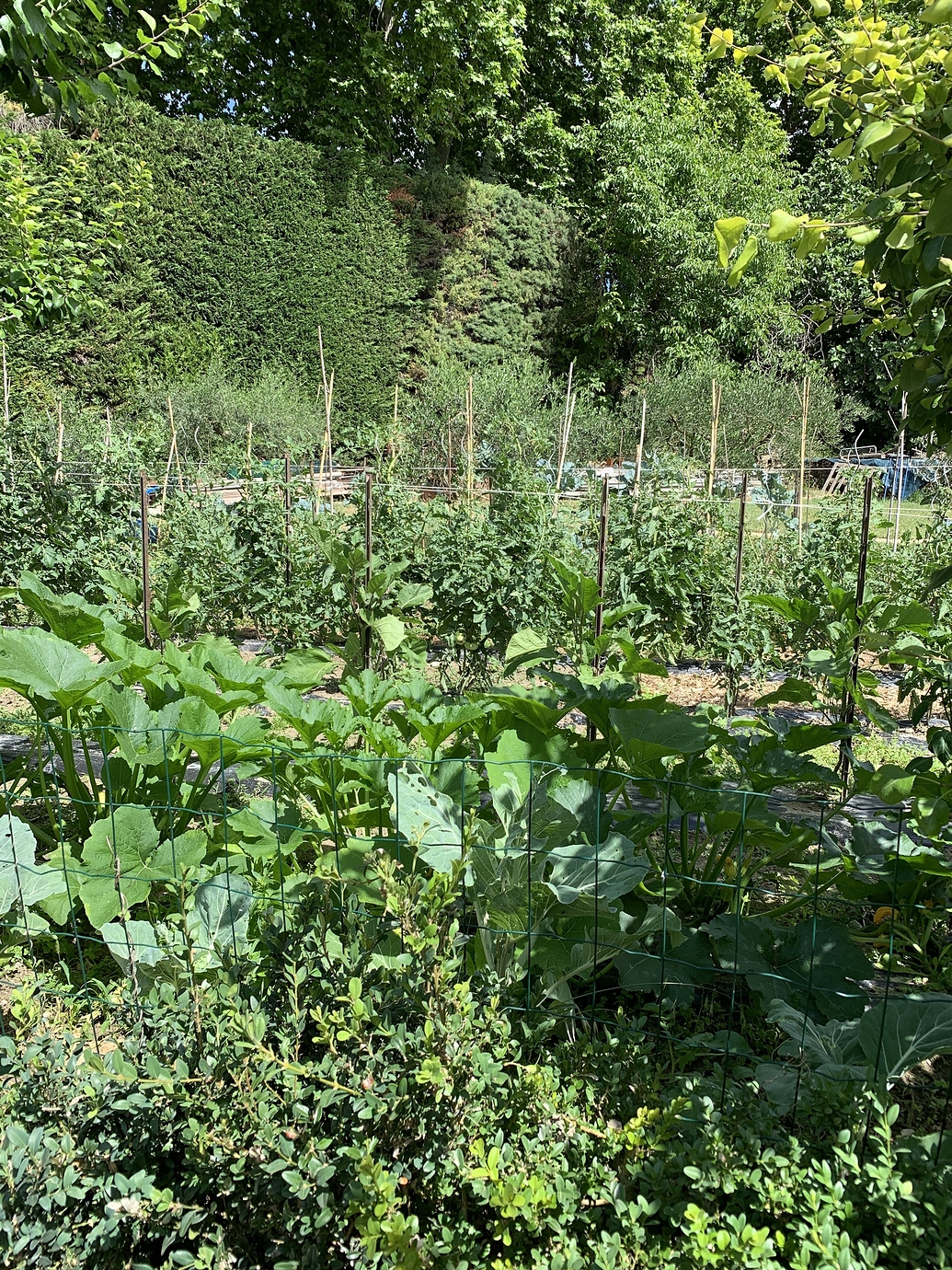 A French country Veg. Garden - Pictures! - Growing Fruit