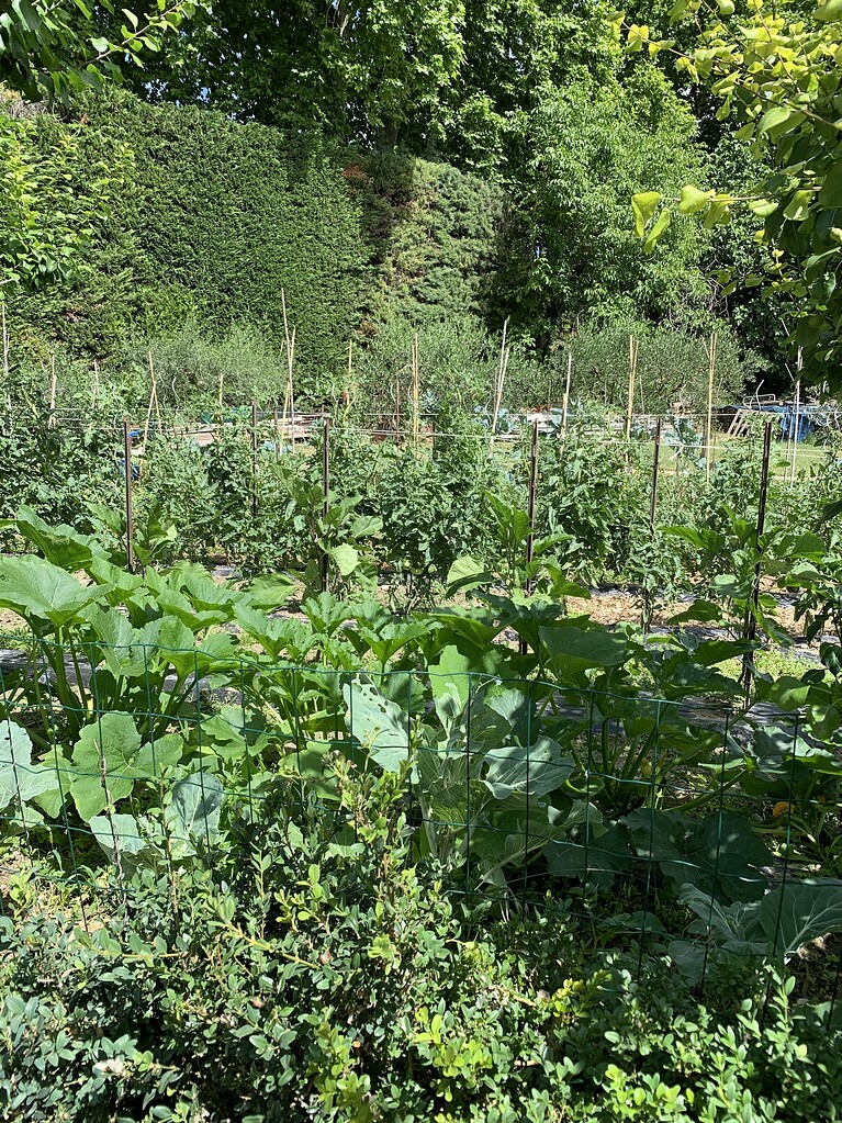 A French country Veg. Garden - Pictures! - Growing Fruit