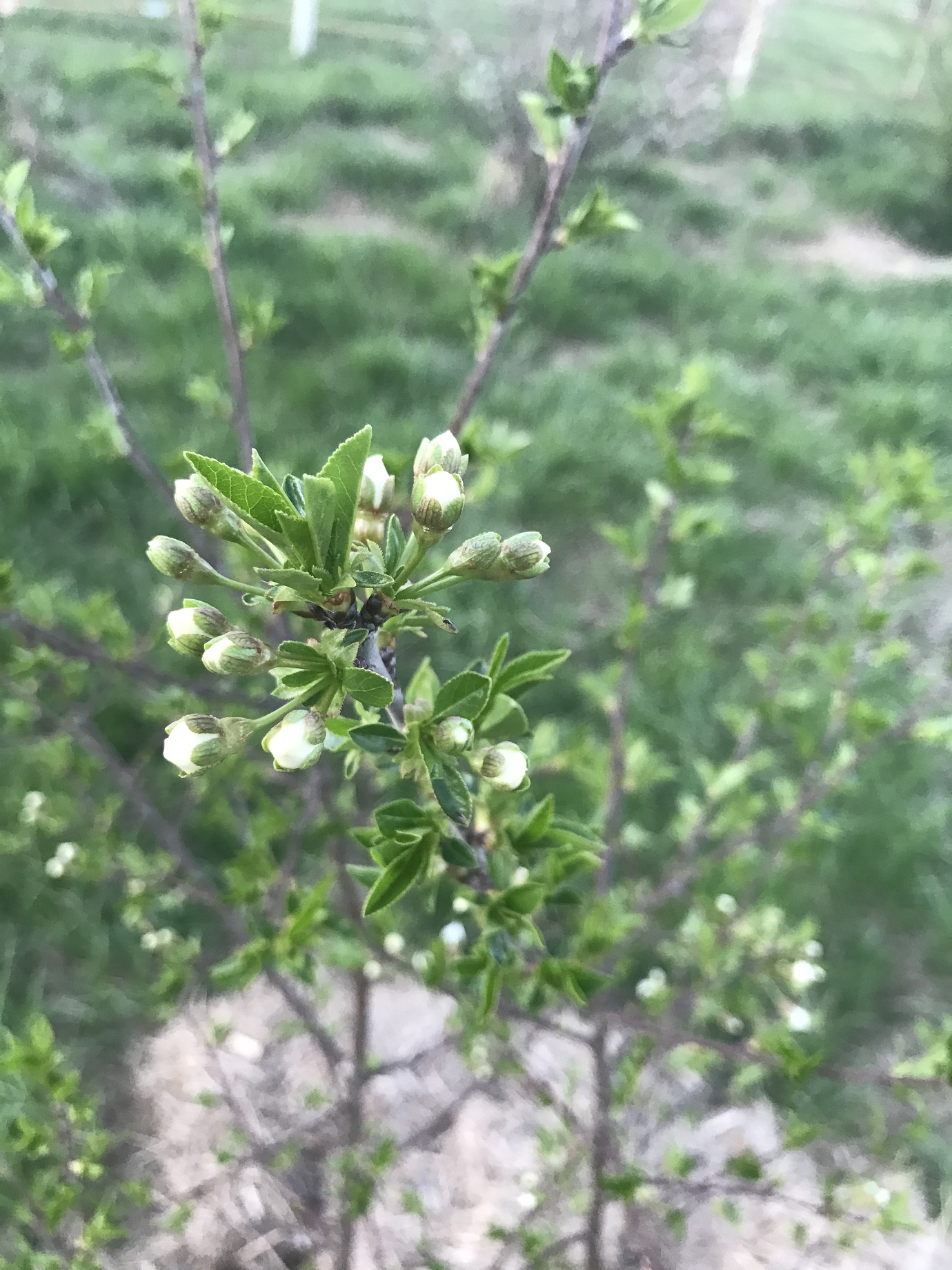 Juliet Cherry - General Fruit Growing - Growing Fruit