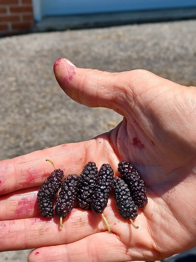 Urban feral mulberry hunting 2024, 30 new trees taste tested. 4 winners ...