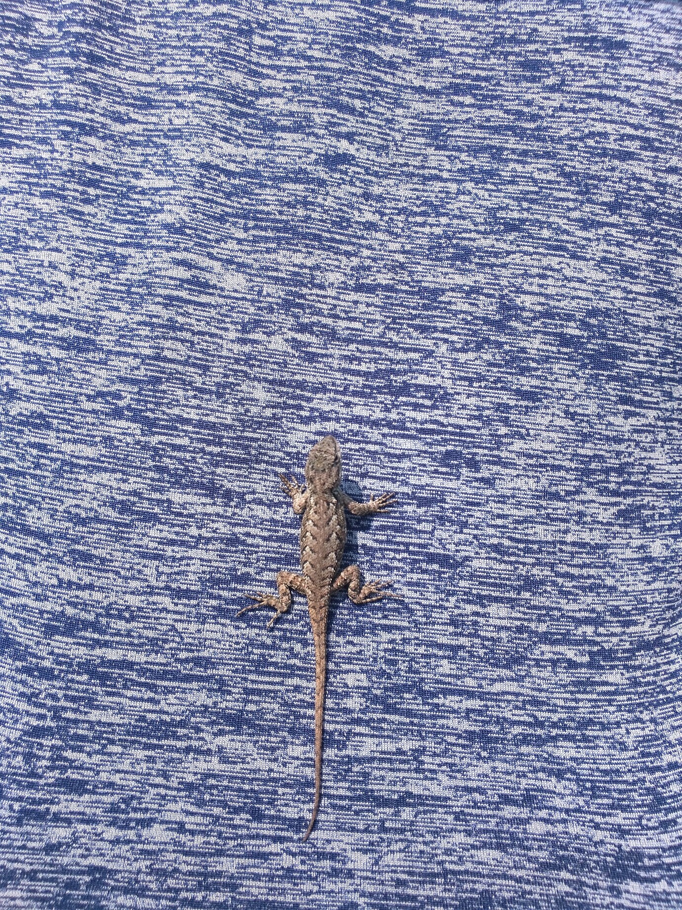 Lizards in New York - Pictures! - Growing Fruit