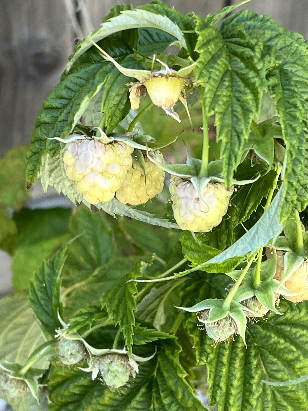 Anne raspberry white druplets - General Fruit Growing - Growing Fruit