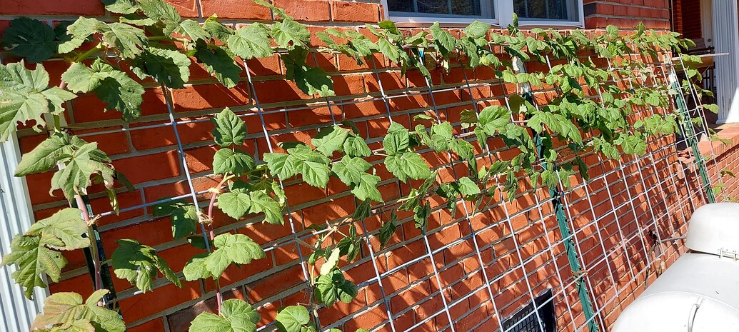 Trellis systems - Pictures! - Growing Fruit