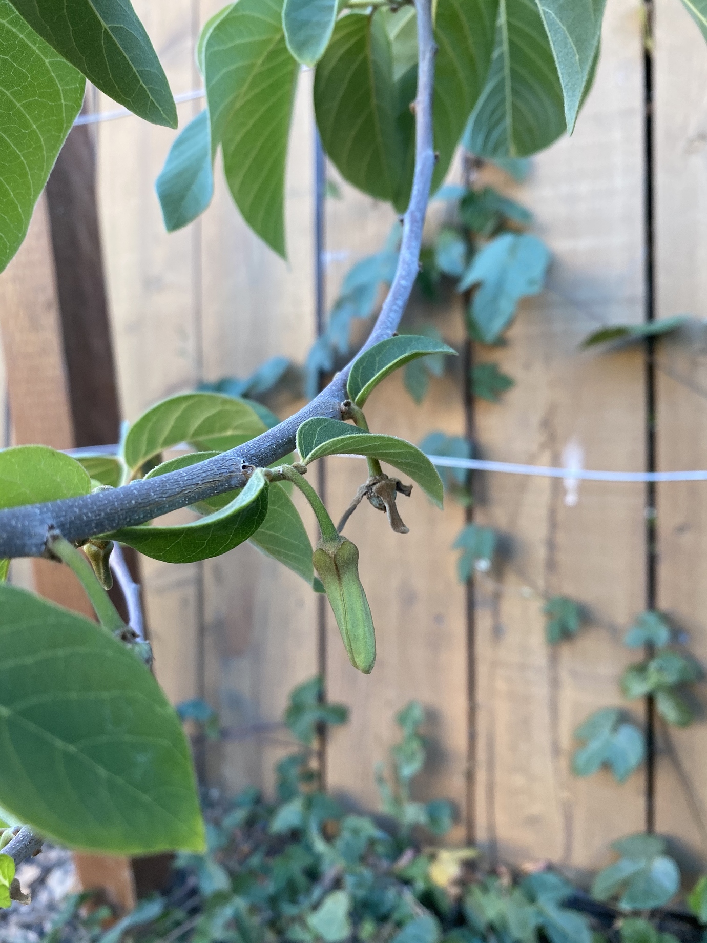 Growing cherimoyas - General Fruit Growing - Growing Fruit