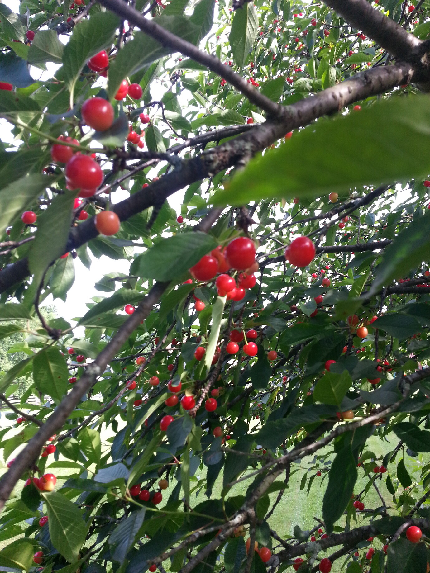 Tart Cherries 2017 - General Fruit Growing - Growing Fruit