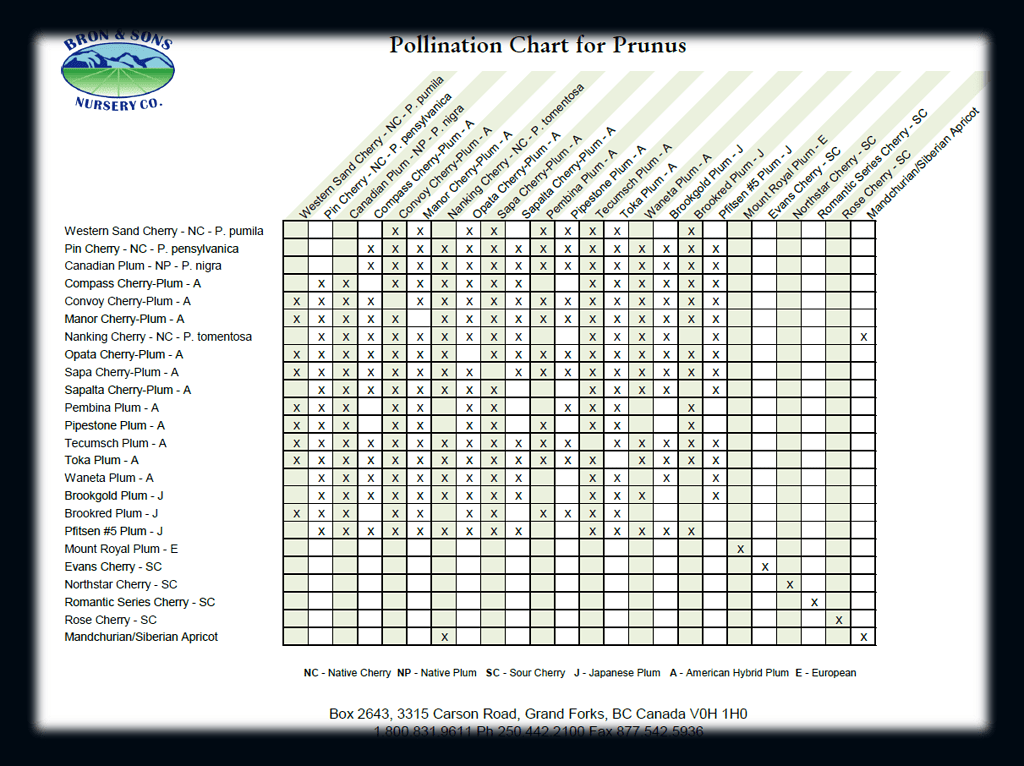 Peach Tree Pollination Chart