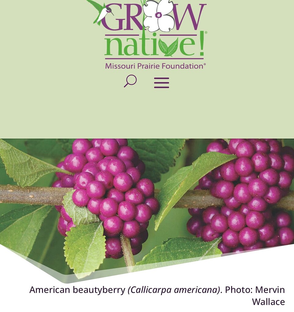 Unusual native food plants you grow? (Americas) - General Gardening ...