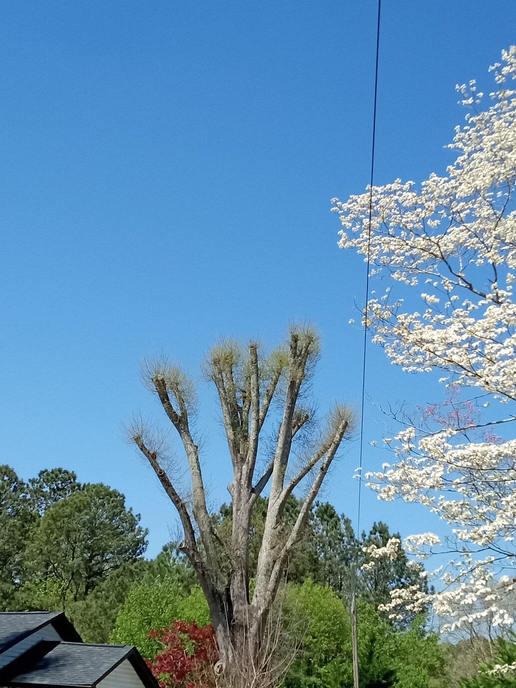 Ugly Trees Picture Thread - Pictures! - Growing Fruit