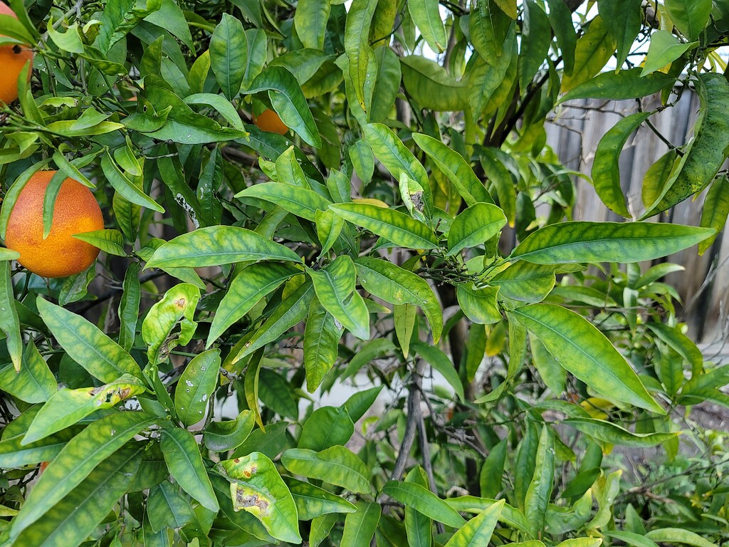 Orange tree micronutrient or other deficiency? - General Fruit Growing ...