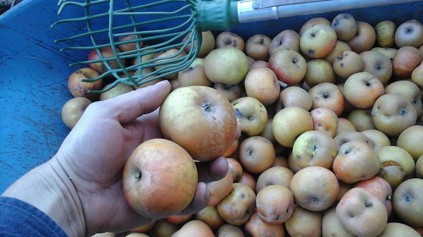 Roxbury Russet apple - General Fruit Growing - Growing Fruit