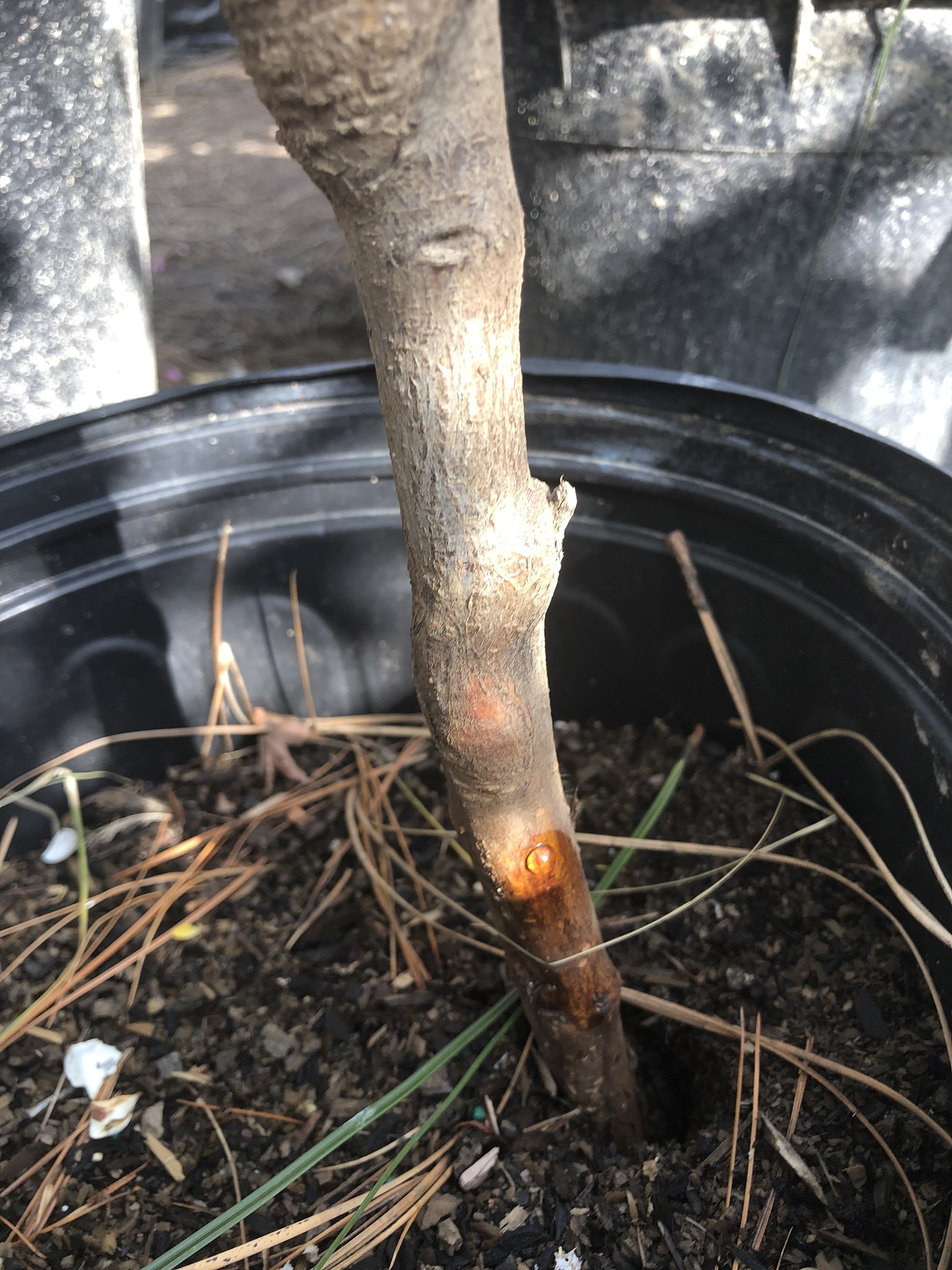 Canker on peach rootstock - General Fruit Growing - Growing Fruit