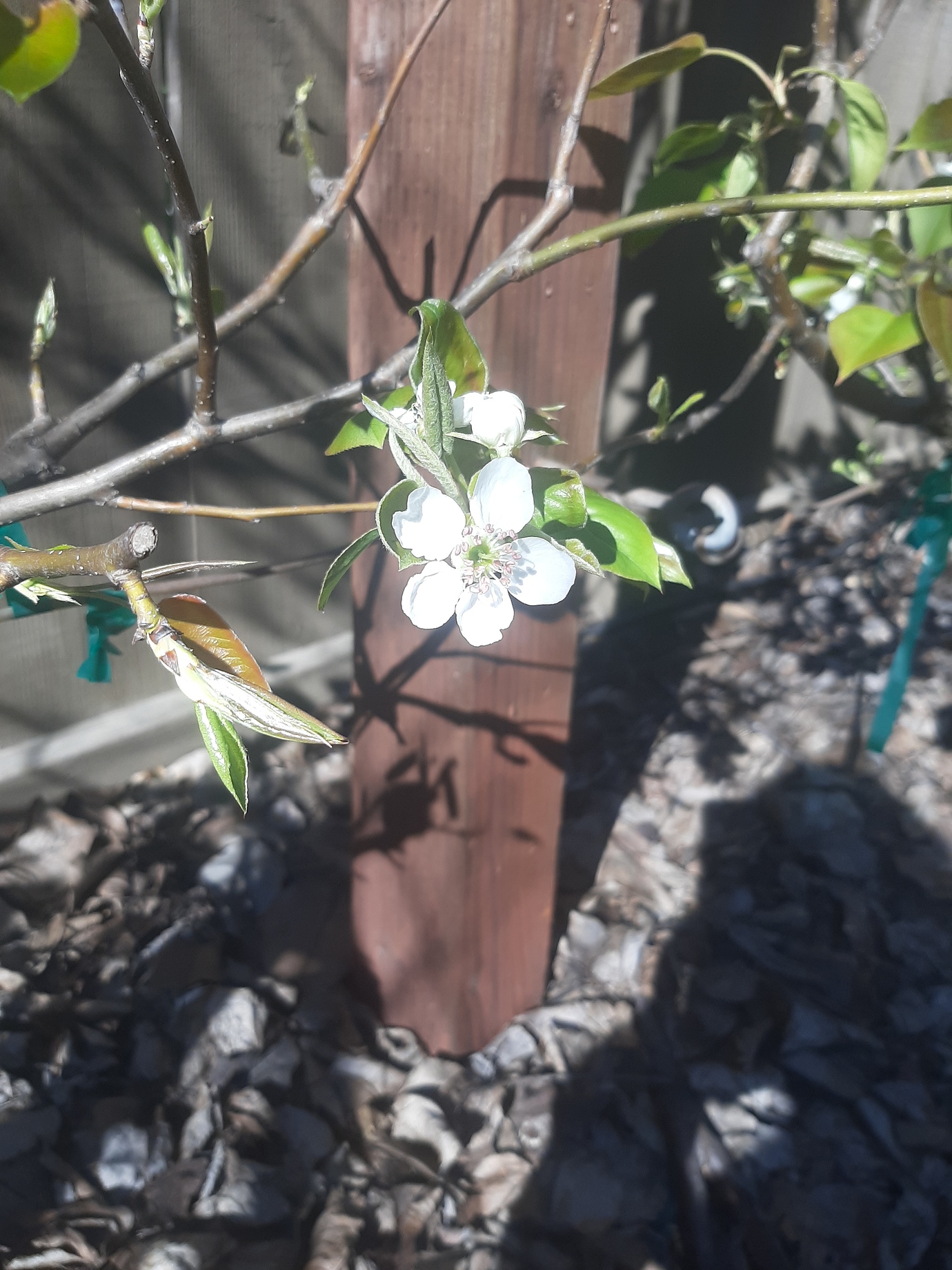 Ya Li aka yali pear - General Fruit Growing - Growing Fruit