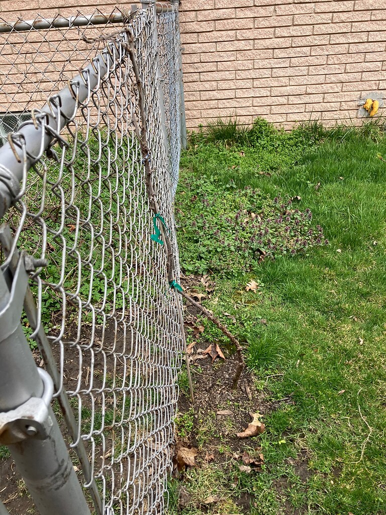 Red currant ornamental cordon - General Fruit Growing - Growing Fruit