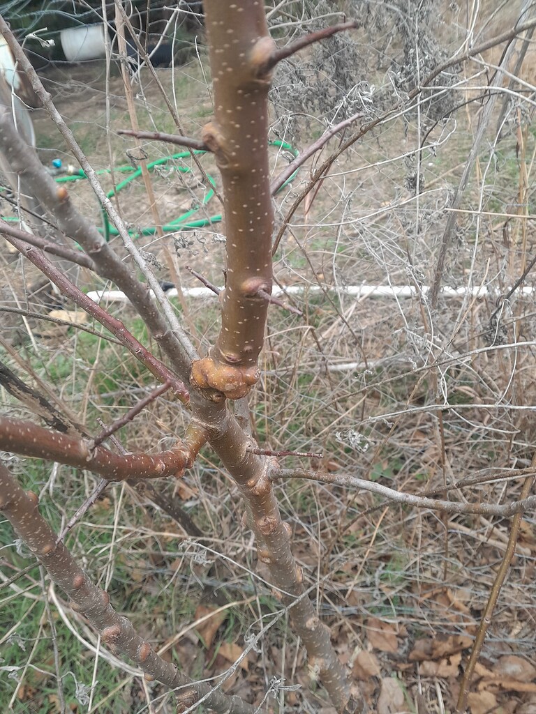 M111 gall bump knot things - General Fruit Growing - Growing Fruit