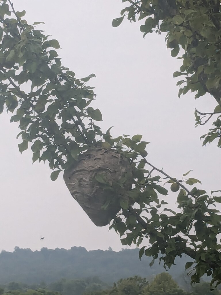 Unchallengeable competition - Page 2 - General Fruit Growing - Growing ...