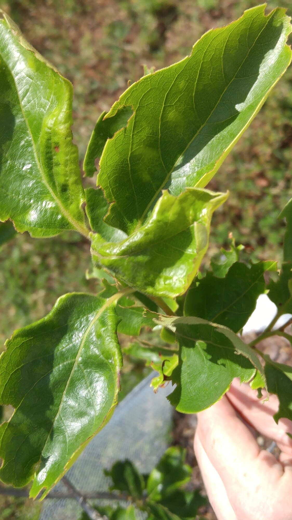 Holes in persimmon leaves? Ants, beetles? - General Fruit Growing ...