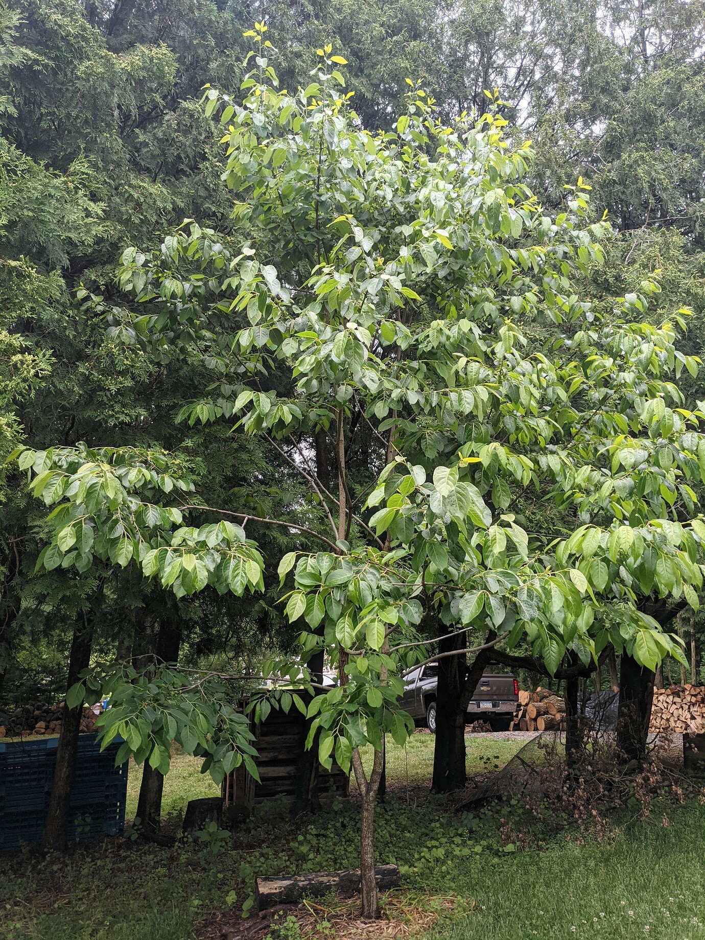 Potted Tam Kam Asian persimmon 2021 - General Fruit Growing - Growing Fruit