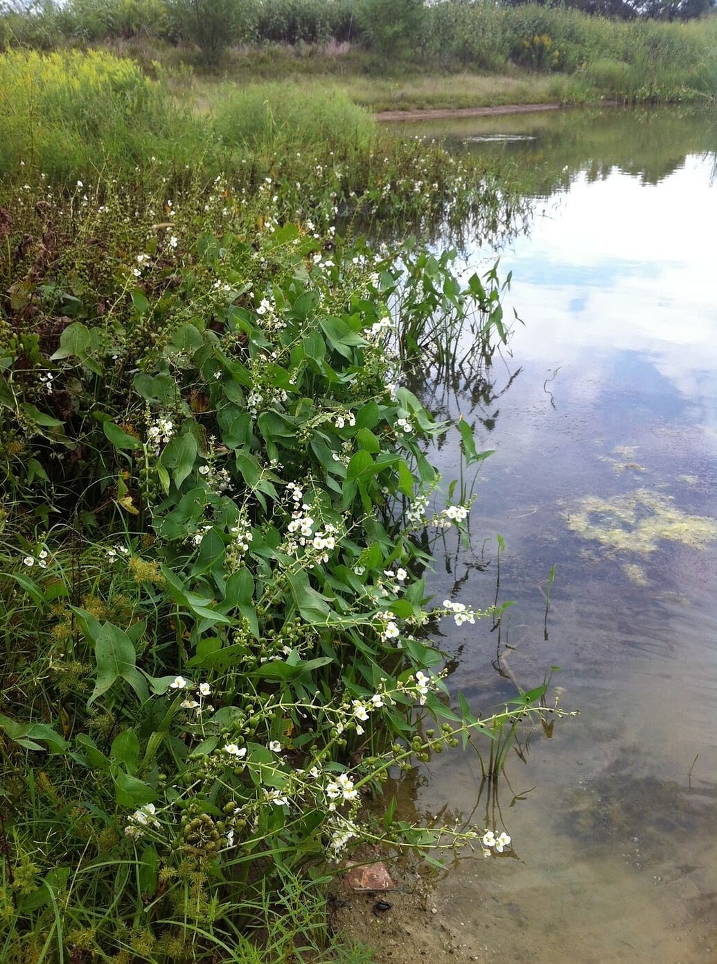 Improved Sagittaria latifolia aka duck potato, wapato, katniss ...
