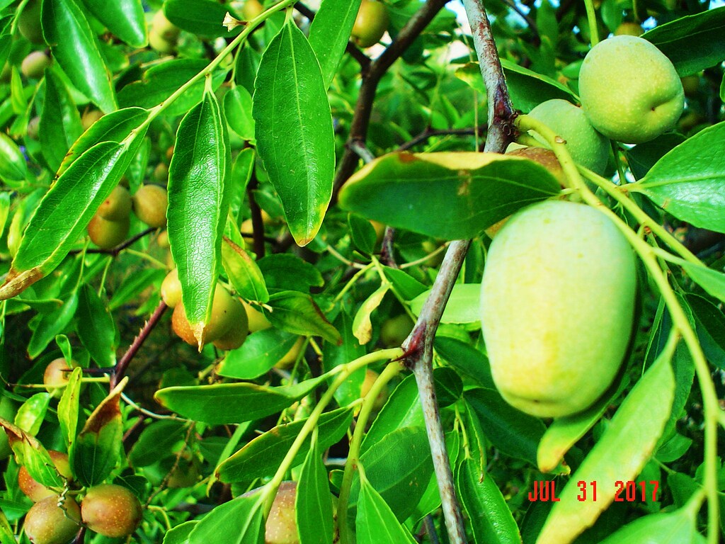 Jin rummy jujube - Pictures! - Growing Fruit