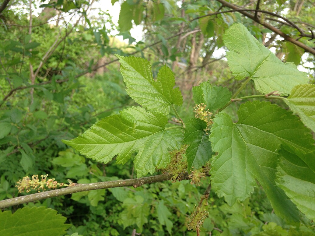 Che fruit - General Fruit Growing - Growing Fruit