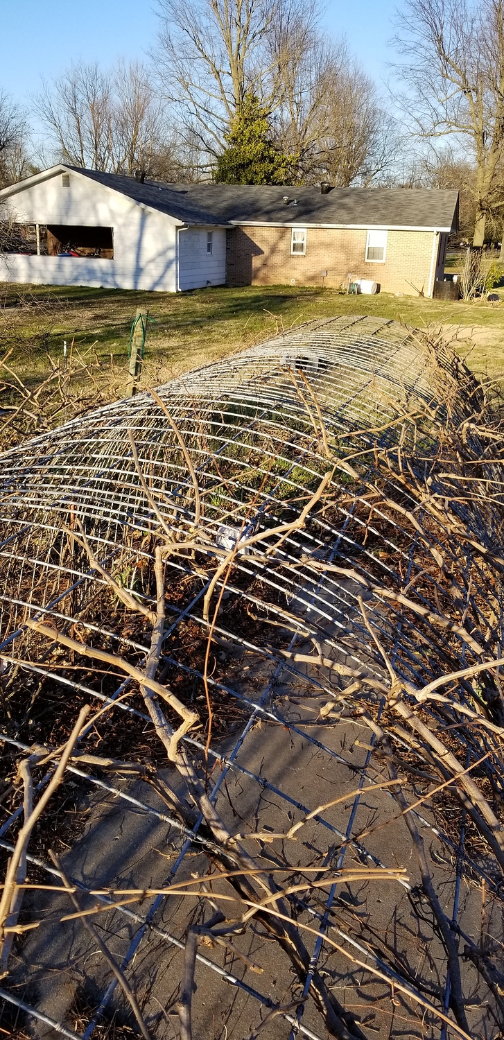 Hardy Kiwi Growers... What do you use for a trellis? - General Fruit ...