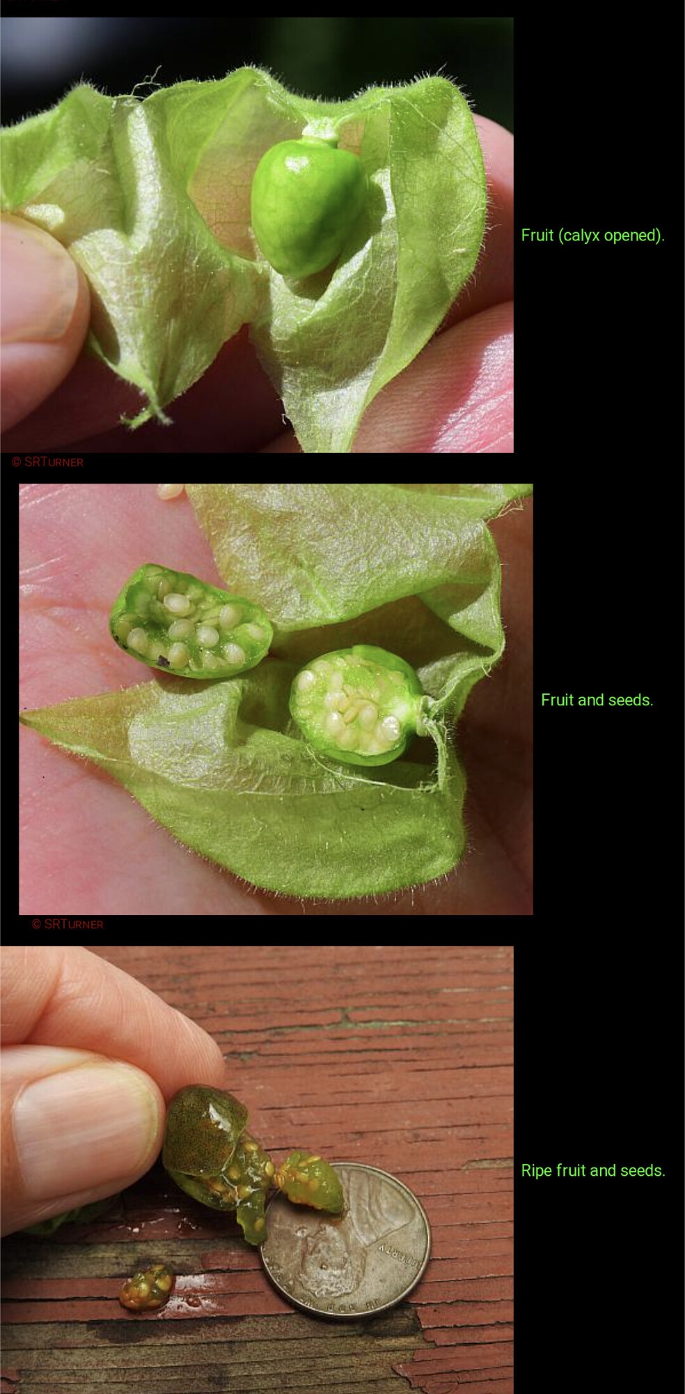 Physalis missouriensis - General Gardening - Growing Fruit