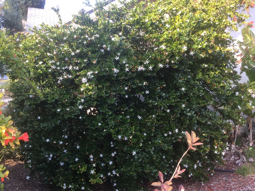 Carissa macrocarpa (aka Natal Plum) - General Fruit Growing - Growing Fruit