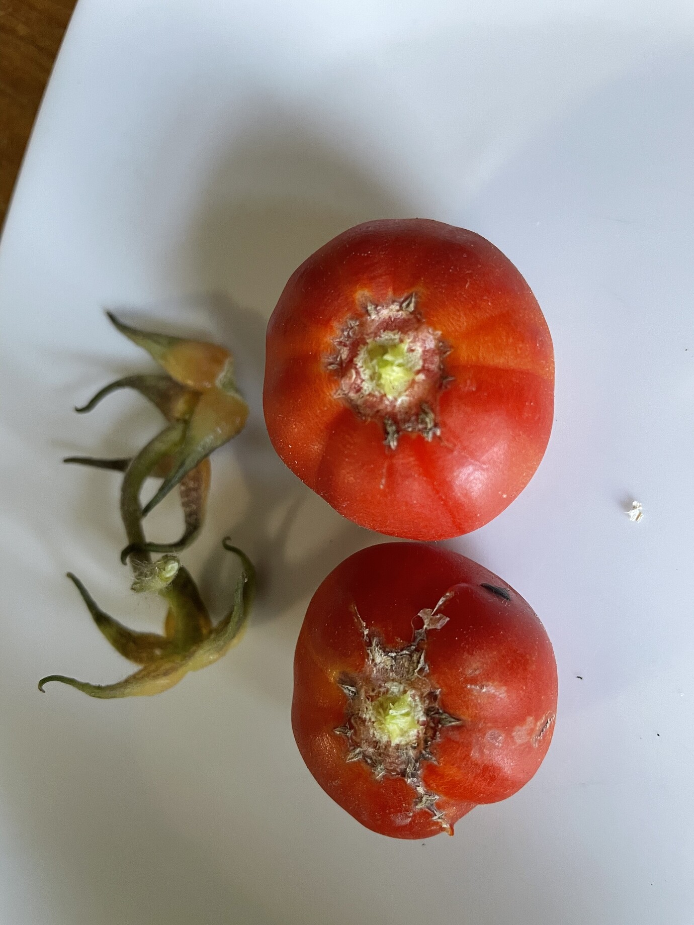 Seedless tomato learning experience - General Gardening - Growing Fruit