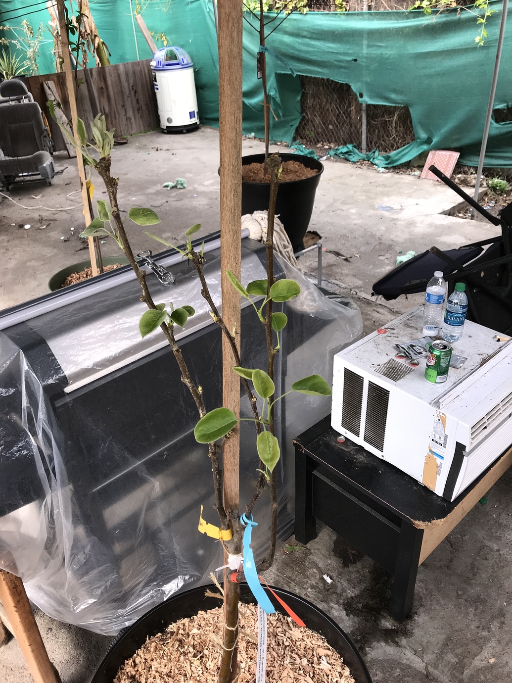 Asian Pear in container - General Fruit Growing - Growing Fruit