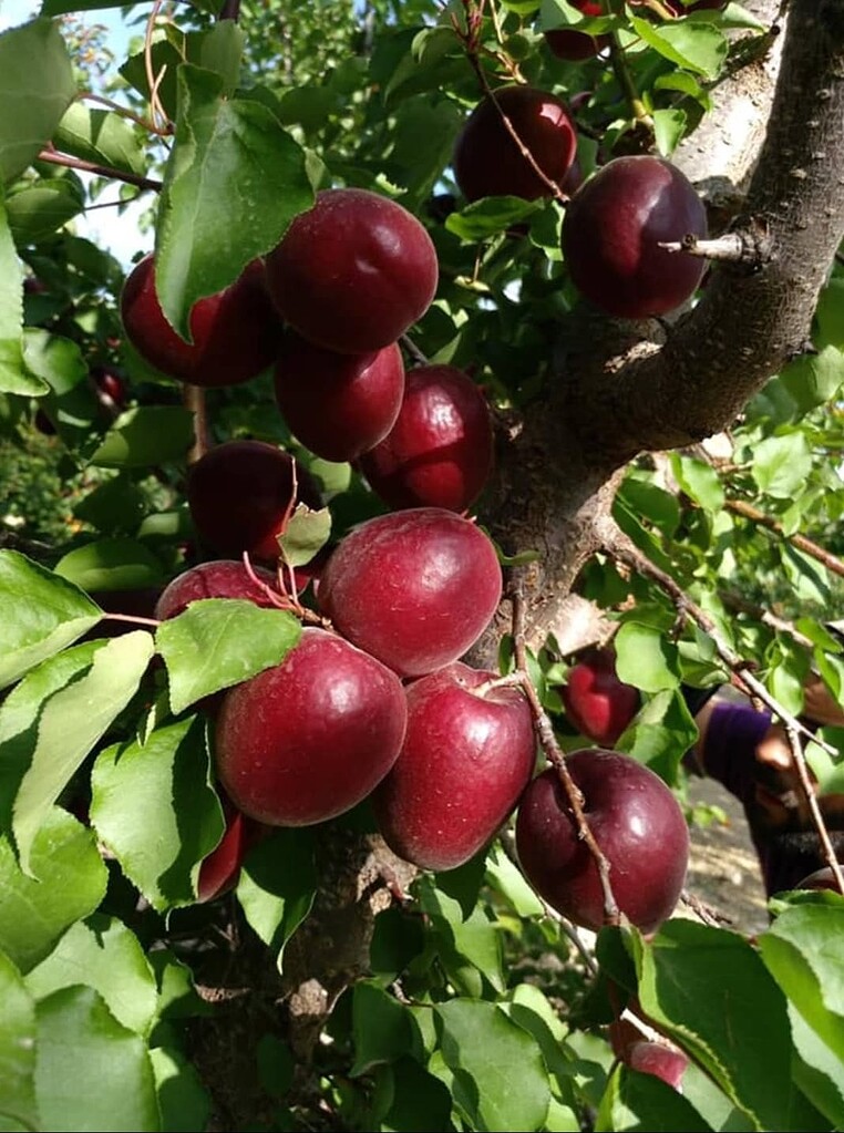 Stromboli first red flesh apricot - General Fruit Growing - Growing Fruit