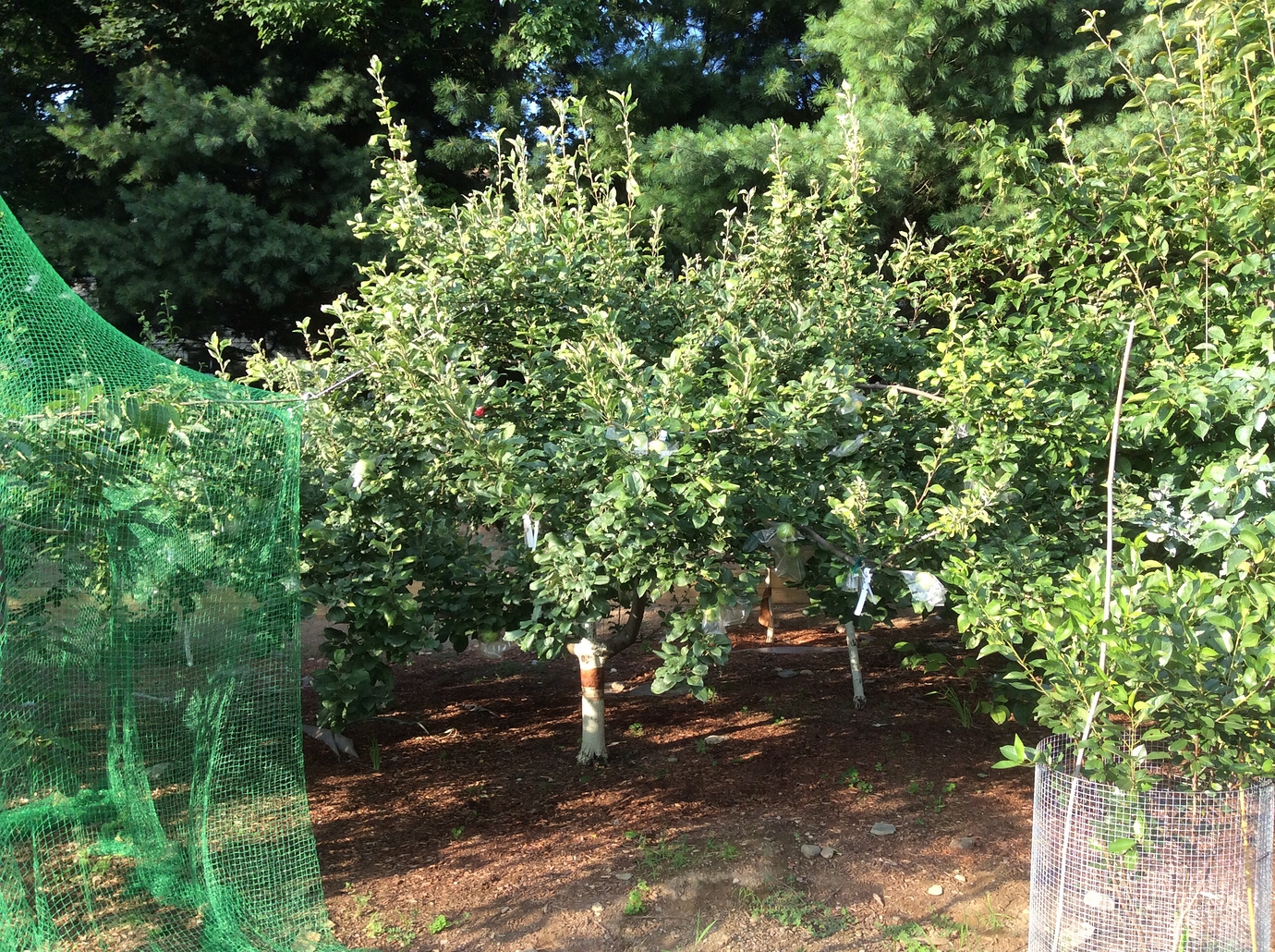 Removing fruit trees: what and why? - General Fruit Growing - Growing Fruit