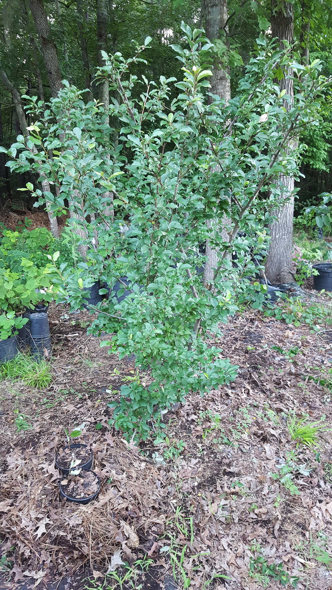 Anyone propagating Goumi? - General Fruit Growing - Growing Fruit