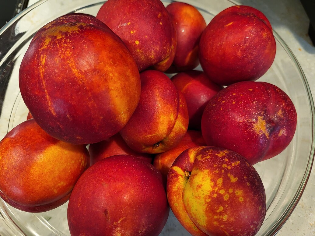 Split pits - General Fruit Growing - Growing Fruit