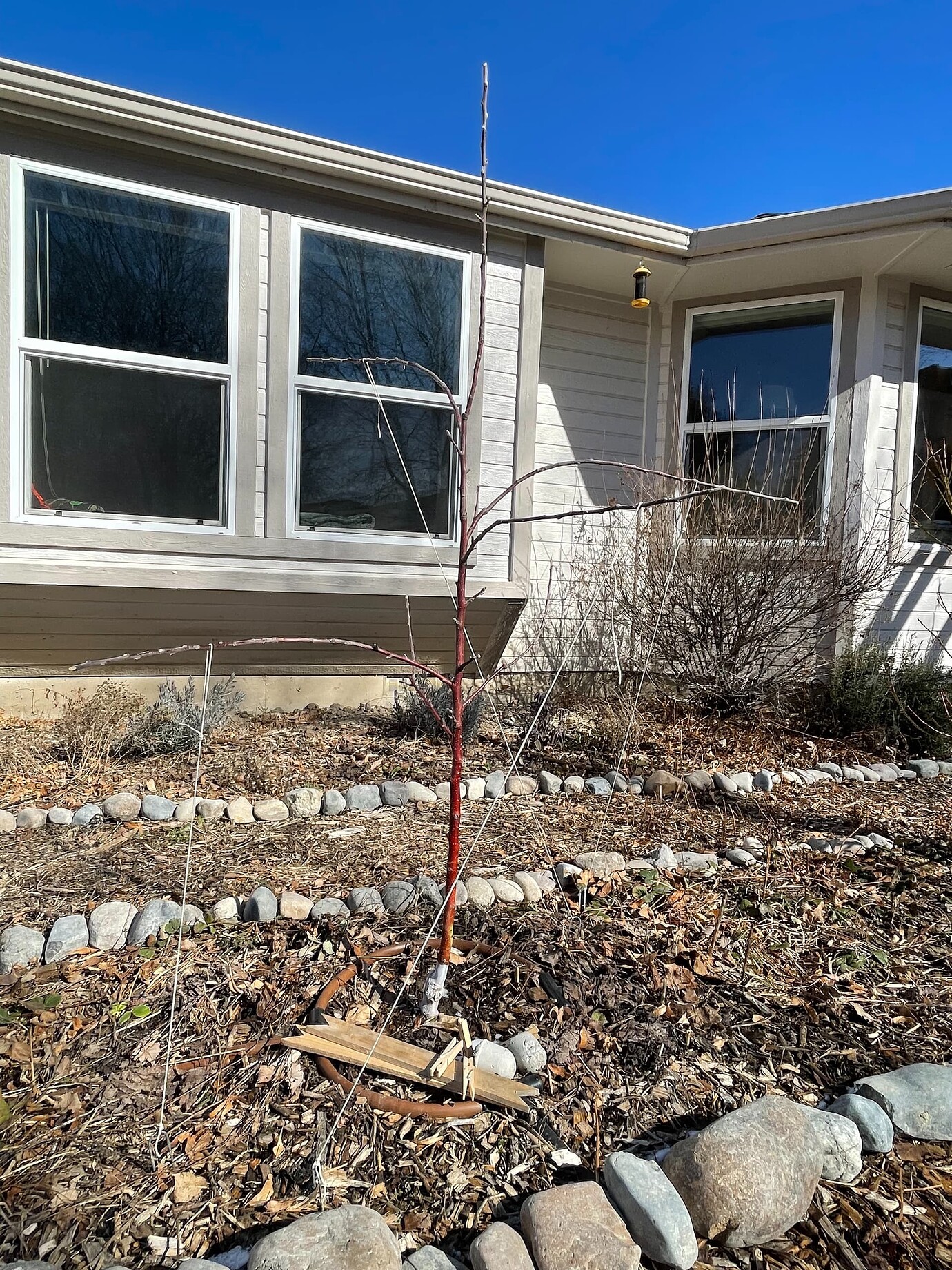 Modified central leader examples? - General Fruit Growing - Growing Fruit