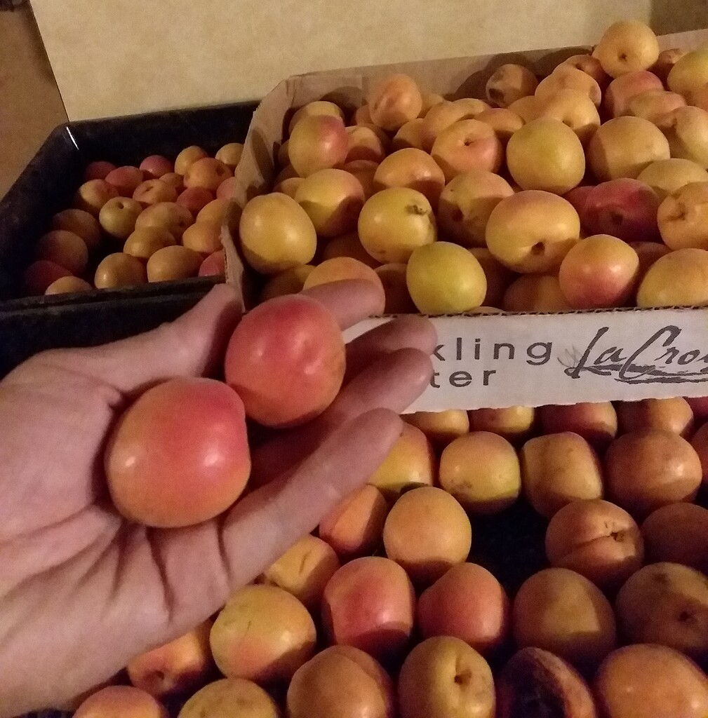 Brothers-cot apricot - General Fruit Growing - Growing Fruit