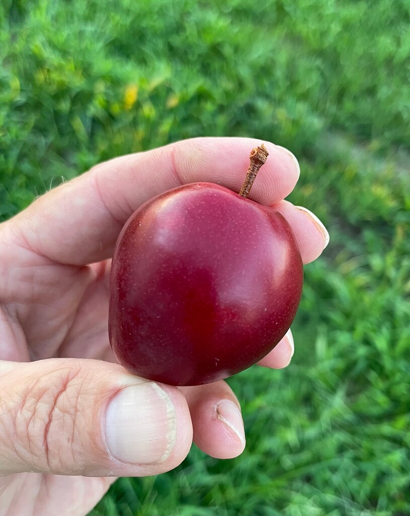 Alderman Plum - General Fruit Growing - Growing Fruit