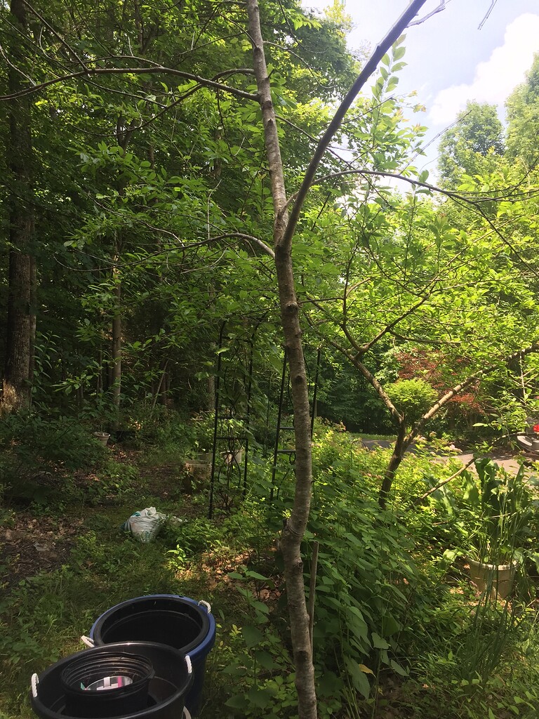 Is this Peach tree dead - General Fruit Growing - Growing Fruit