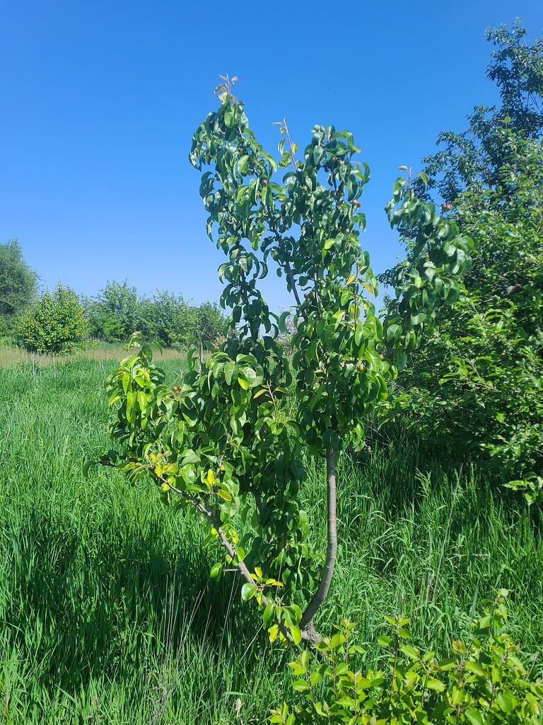 Experimental dwarf pear - General Fruit Growing - Growing Fruit