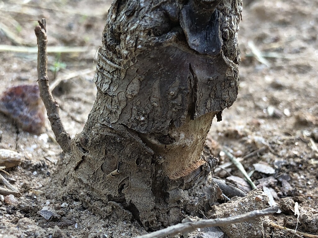 Weird bark stripping on oak - General Gardening - Growing Fruit