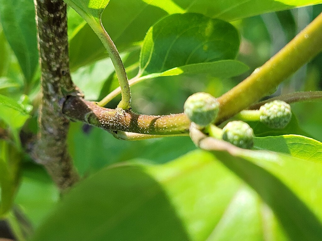 Che tree hardy to Polar vortex -31F - General Fruit Growing - Growing Fruit