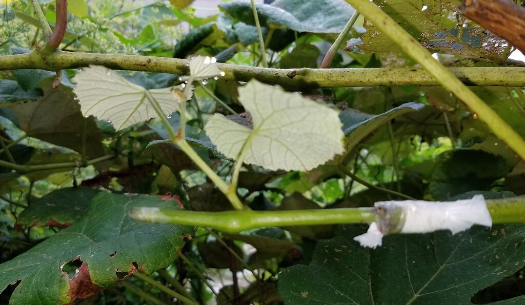 Grafting grape, some initial success - Page 3 - General Fruit Growing ...
