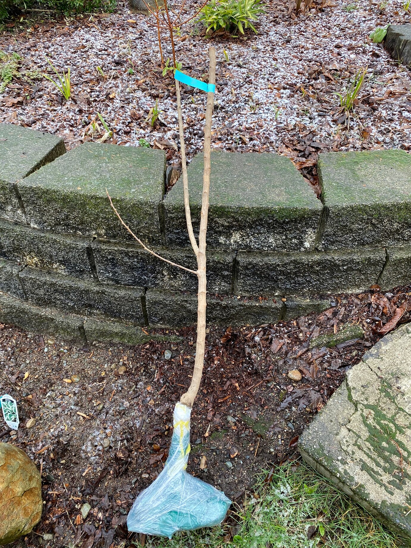 Flavor Punch Pluerry - General Fruit Growing - Growing Fruit