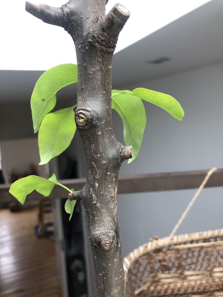 Fireblight on pear tree? - General Fruit Growing - Growing Fruit