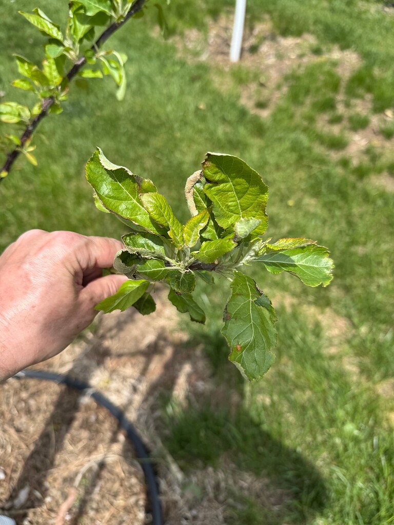 Apple & pear tree burnt looking leaves - General Fruit Growing ...