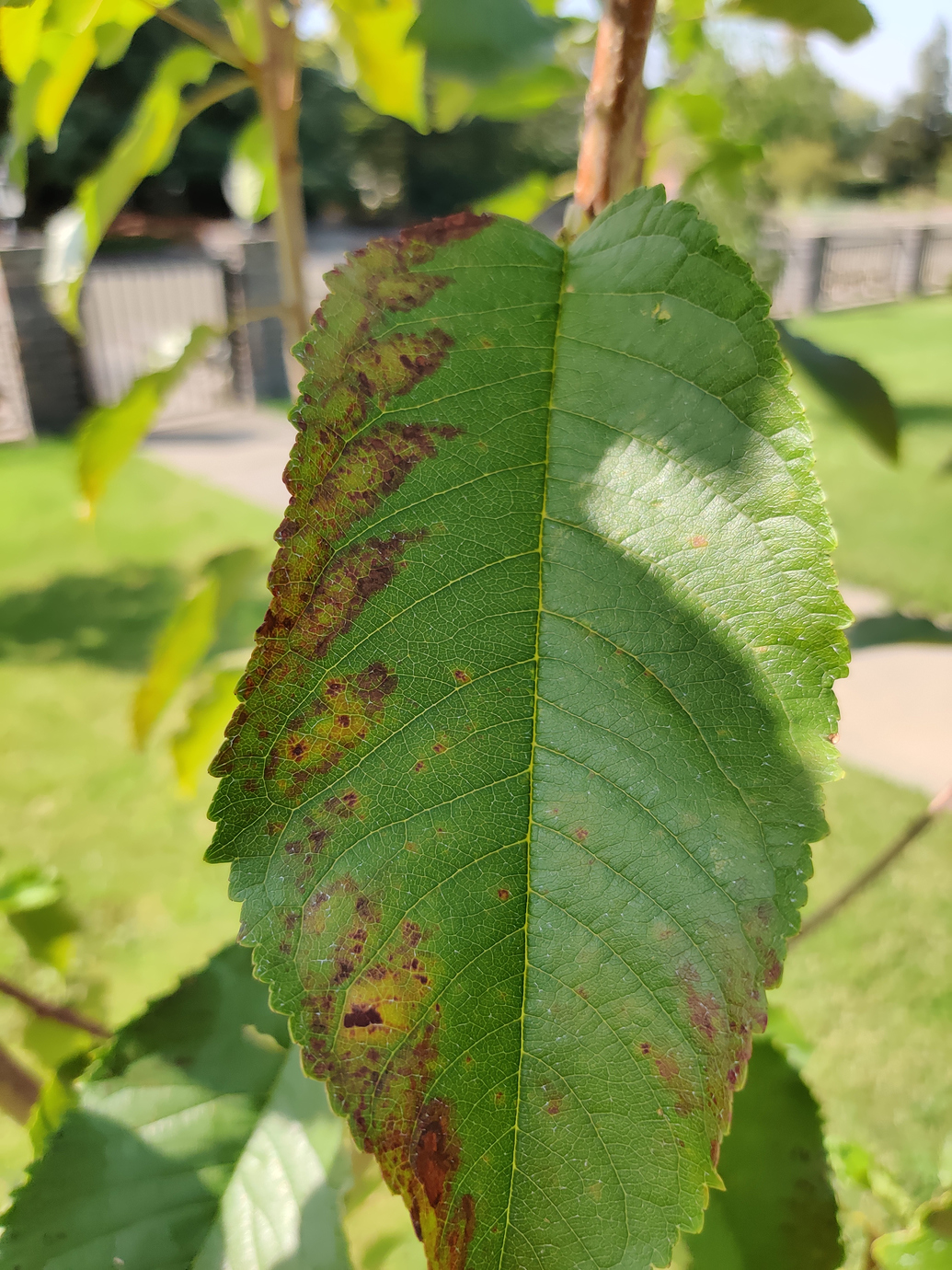 Cherry leaves discolored. Help identifying the problem - General Fruit ...
