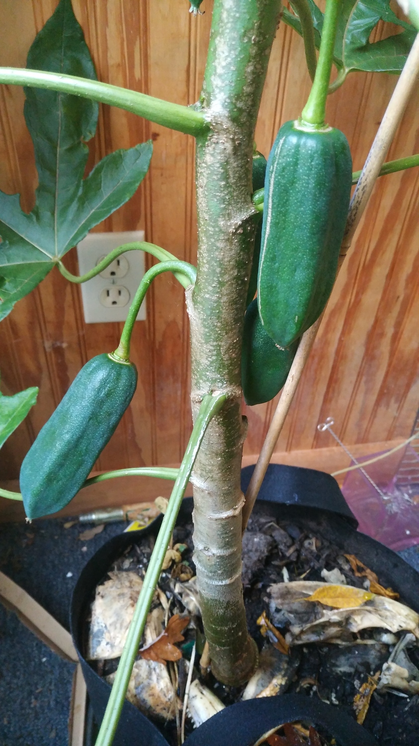 Babaco (Vasconcellea × heilbornii; syn. Carica pentagona) - Pictures ...
