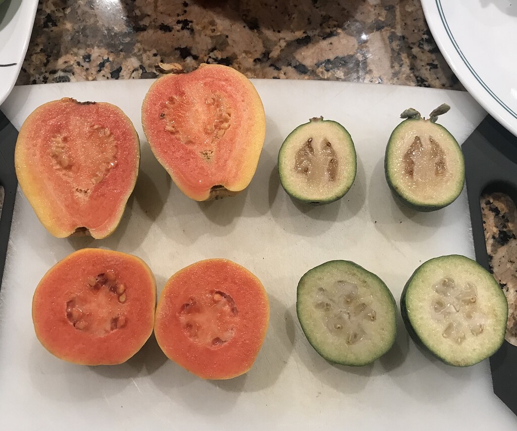 Tropical Pink Guava vs Pineapple Guavas - General Fruit Growing ...
