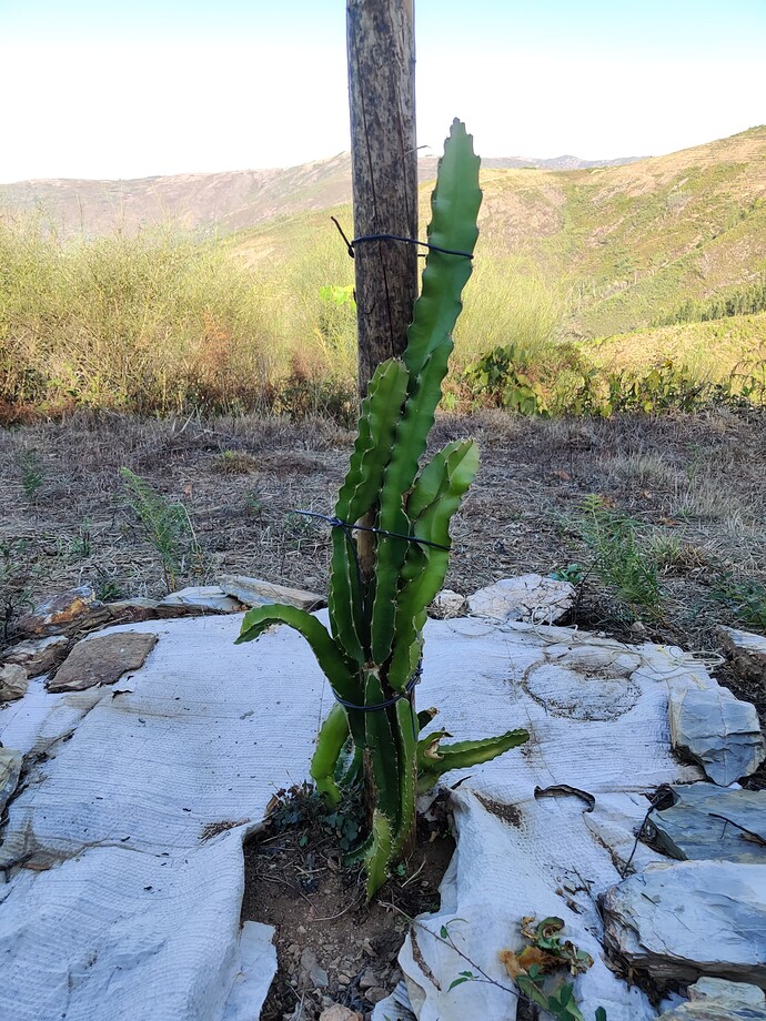 🐉 Pitaya (dragon fruit) questions - General Fruit Growing - Growing Fruit