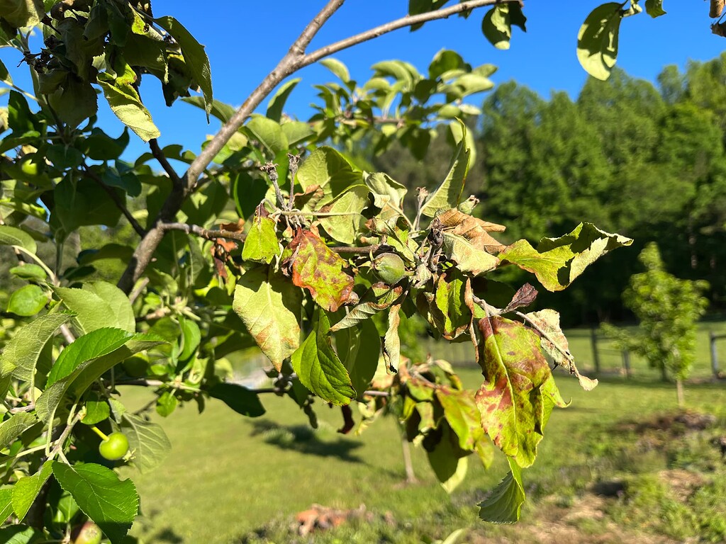 Disease on apple tree - General Fruit Growing - Growing Fruit